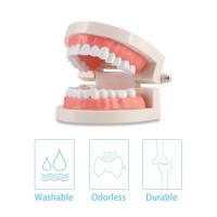 China SJ Dental Typodont Teeth Model Top Quality Demonstration Denture Frasaco Model Orthodontic Teeth Typodont for sale