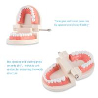 China SJ Dental Typodont Teeth Model Top Quality Demonstration Denture Frasaco Model Orthodontic Teeth Typodont for sale