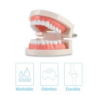 China SJ Dental Typodont Teeth Model High Quality Demonstration Denture Frasaco Dental Study Model For Tooth for sale