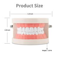China SJ Dental Typodont Teeth Model High Quality Demonstration Denture Frasaco Dental Study Model For Tooth for sale