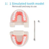 China SJ Dental Typodont Teeth Model High Quality Demonstration Denture Frasaco Dental Study Model For Tooth for sale