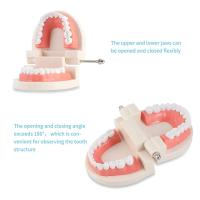 China SJ Dental Typodont Teeth Model High Quality Demonstration Denture Frasaco Dental Study Model For Tooth for sale