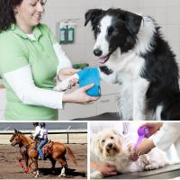 China SJ Pet Wrap Self-Adhesive Non-Woven Bandages Emergency Cohesive Gauze for Dogs Cats Horse Birds Farm Animals for sale