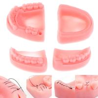 China SJ Teeth Suture Practice Dental Suture Pad Oral Models Gum Suture Model for Student Dental Lab Practice for sale
