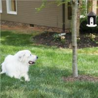China 50 feet Ultrasonic Bark Control Pet Dog No Bark Deterrent Control Unit Trainer Device for sale