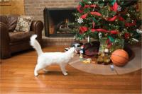 China Indoor FLEXIBLE MAT Dog Training Aids Convenient Storage Dog Cat Training Mat for sale
