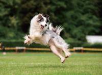 China Triangle Cute Dog Toys Ultra Star Sport Disc Frisbee Beautiful Flight Four Different Sound for sale