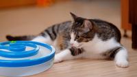 China Pet Dish Cat Feeding Bowls R104 Toy Tracks Ball Sound Light With CE/ROHS Approval for sale