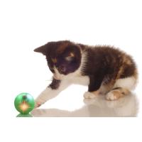 China Flashing Light ABS EVA Cute Pet Toys Interactive Rolling Ball Hollow Sound for sale