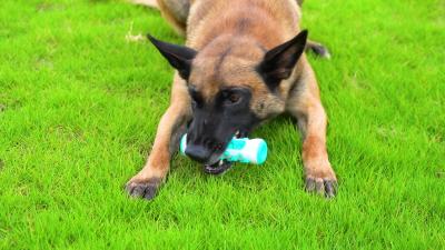 China Pet Toy Molar Stick Bite Resistant With Rope Bones Dog Toothbrush Dog Toy for sale