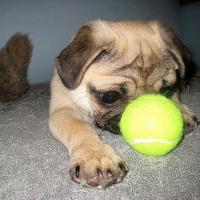 China 1.5 inch Mini Colored Pet Toy Tennis Ball with Custom Logo Printed for Dogs for sale