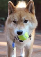 China Pet Tennis Ball 2.5 Inch Dog Toy Polyester Felt Rubber Non Toxic Safe for sale