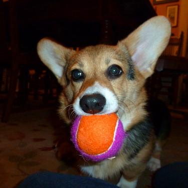 China Pet Tennis Ball 2.5 Inch Dog Toy Polyester Felt Rubber Non Toxic Safe for sale