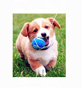 China spring dog collar taylor hill the perfect plastic backgrounds for sale