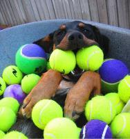 China Eco-friendly Pet toys for dogs playing for sale