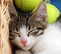 China Eco-friendly rubber toy tennis  ball for pet games for sale