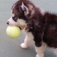 China Natural Rubber Pet Tennis Ball for Dogs 2.5 Inch Non Toxic Safe Play for sale