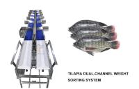 China Fully Automatic Selection Weight Sorter Equipment Check Weighing Machine for Classifying Fish Fillet for sale