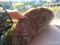 China Hot Sale 100% Biodegradable Natural Jute Material Felt Fabric for Seed Growing for sale