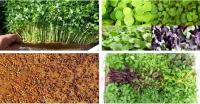 China Hot Sale 100% Biodegradable Natural Jute Material Felt Fabric for Seed Growing for sale