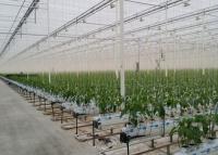 China UV Resistant / UV Stabilized Plant Trellising & Vine Support Split Film PP Twine for tomato,cucumber in greenhouse or Open field for sale
