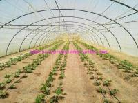 China UV Resistant / UV Stabilized Plant Trellising & Vine Support Split Film PP Twine for tomato,cucumber in greenhouse or Open field for sale