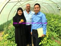 China UV Resistant / UV Stabilized Plant Trellising & Vine Support Split Film PP Twine for tomato,cucumber in greenhouse or Open field for sale
