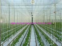 China 100% Virgin Polypropylene Twisted Greenhouse Twine For Tomato Tying for sale