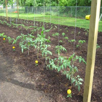 China UV Resistant Polypropylene Tying Twine with High Tensile Strength (105KGF - 250KGF) and Customizable Length for Greenhouse and Agriculture for sale