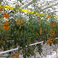 China 1mm Polypropylene Irrigation Tomato Tying Garden Twine Water Resistant for sale