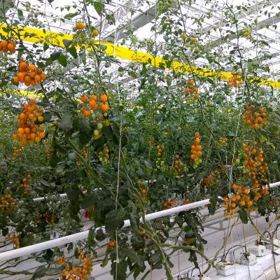 China High Strength Polypropylene Tomato Twine For Agricultural Baler 2mm / 3mm for sale