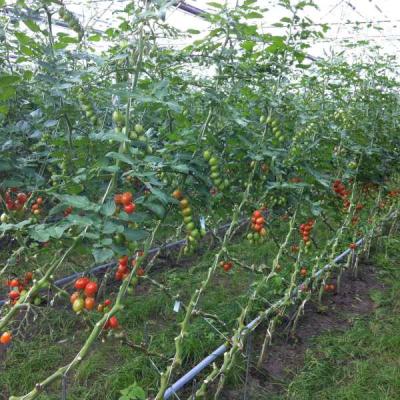 China Uv Additive Tomato Hanging Twine , Pp Tying Twine For Cucumber Musk Melon Banana for sale