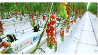 China High Strength UV Treated Tomato Twine and Agricultural Baler Twine with 1mm to 5mm Diameter for sale