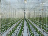 China High Strength UV Treated Tomato Twine and Agricultural Baler Twine with 1mm to 5mm Diameter for sale