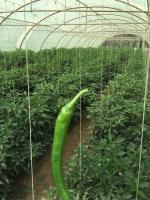 China High Breaking Strength Farm Twine With As Per Customer Demand for sale