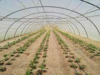 China Long-lasting Garden Twine 12 Months Life 2500ft/lbs for sale