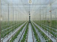 China Colorful PP Polypropylene Twine Rope UV Resistant High Strength Twisted Baler Twine for Farm Greenhouse Garden Tomato Vine Support Bundling Packing for sale