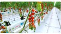 China UV Resistant Polypropylene Twine with High Tensile Strength and Lightweight for Agricultural and Packaging Use for sale