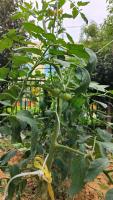 China UV Stabilized PP Agriculture Trellis Twine with High Tensile Strength for Tomato and Cucumber Climbing Support for sale