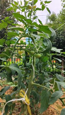 China UV Stabilized PP Agriculture Trellis Twine with High Tensile Strength for Tomato and Cucumber Climbing Support for sale