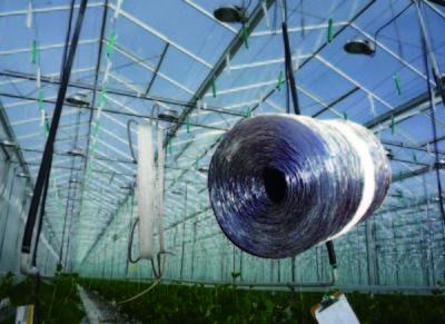 China Thread Packing 1200m/Kg 1500m/Kg Polypropylene Tomato Twine UV Treated for sale