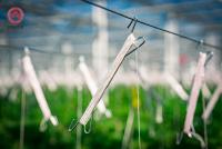 China Degradable Natural Fiber Rayon For Agricultural Tomato Tying Twine for sale