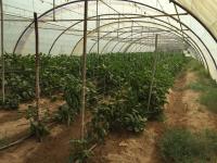 China UV Treated 4500D-18KD Polypropylene Twine Agriculture Plastic Packing Raffia for sale