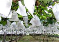 China Durable Non Woven Garden Weed Control Fabric for Plant Protection / Agriculture Covering for sale