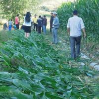 China Walk - Behind Tractor Mounted Mini Agriculture Harvester Reed Corn Osier Reaper Binder for sale
