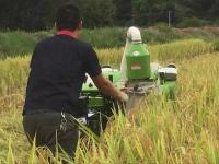 China 10HP Mini Combine Rice Harvester for Agricultural/Farm for sale