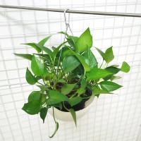China Flower Pot Toggle Hanger Wire Rope Stainless Steel Wire Cable Gripper End Fittings For Hanging Plant Basket for sale