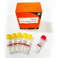 China Foreasy M-MLV Reverse Transcriptase For CDNA Synthesis Primer Extension PCR Kits With DNA Polymerase for sale