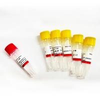 China Foreasy M-MLV Reverse Transcriptase For CDNA Synthesis Primer Extension PCR Kits With DNA Polymerase for sale