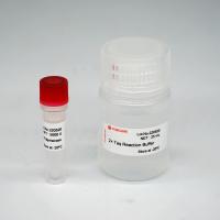 China Foreasy HS Taq DNA Polymerase Super HotStar Taq Enzyme Mix For PCR/QPCR for sale
